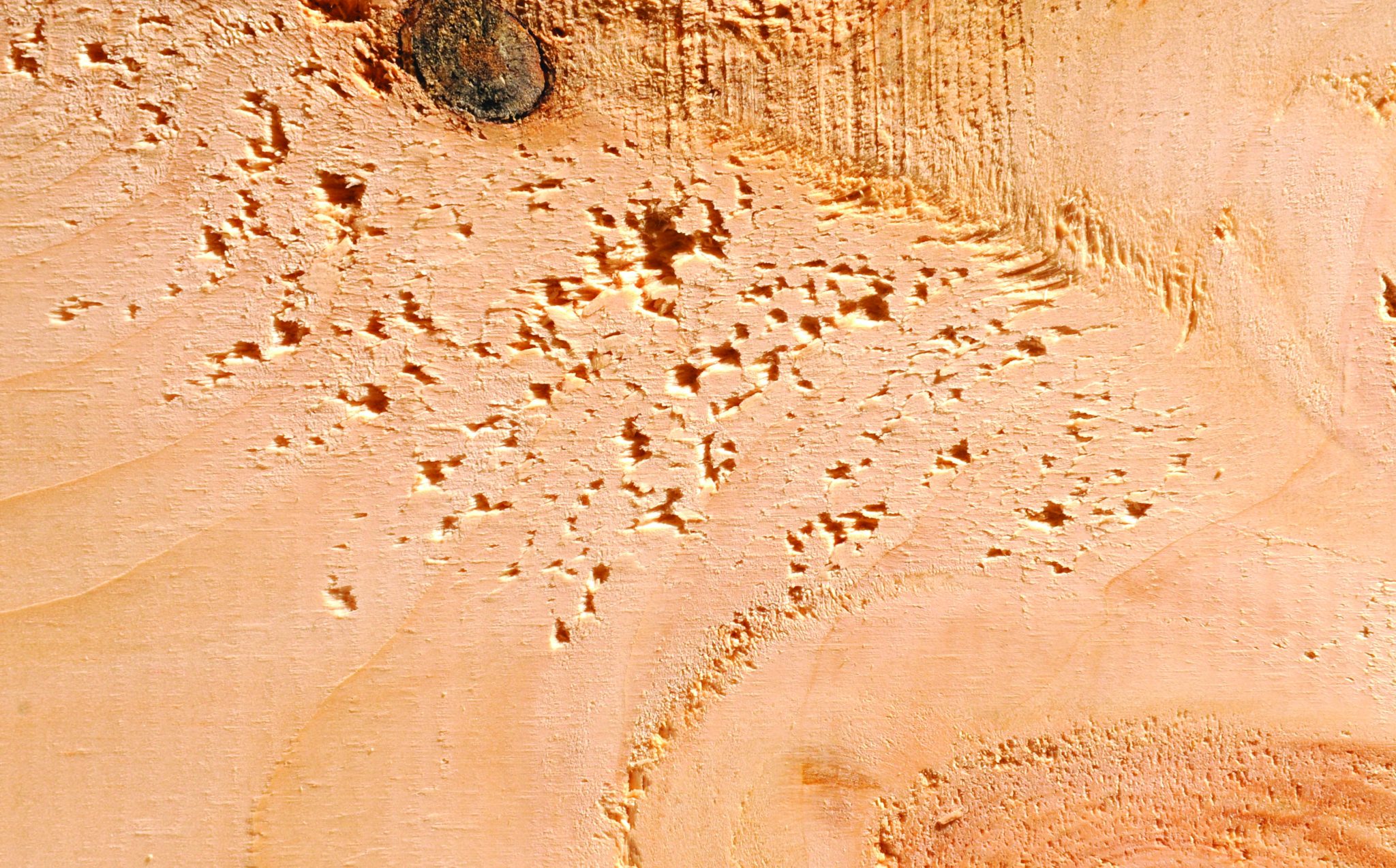 Defects In Timber - Civinnovate